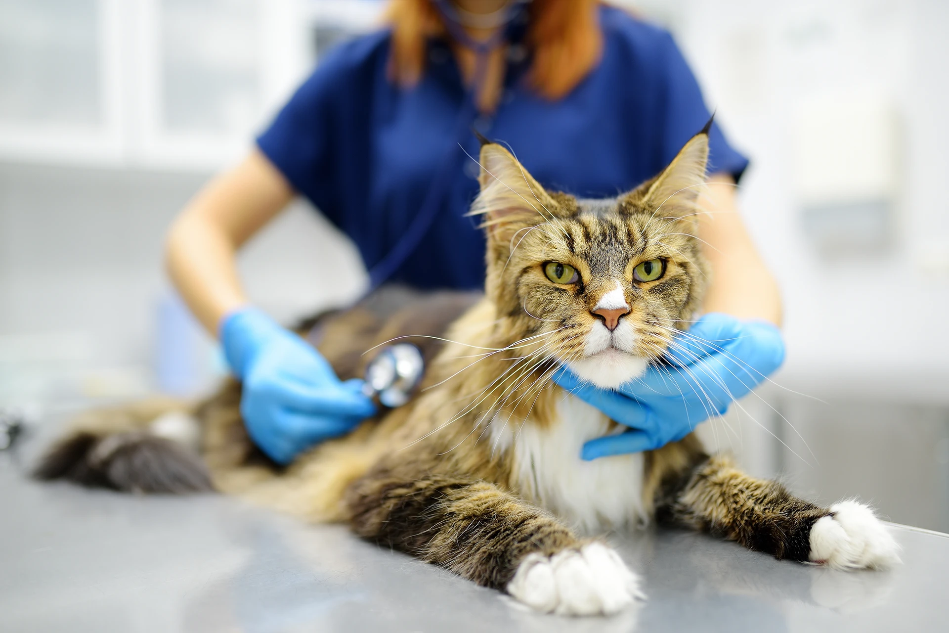 Vaccination Services for Pets | Dog and Cat Vaccines in Nashville, TN